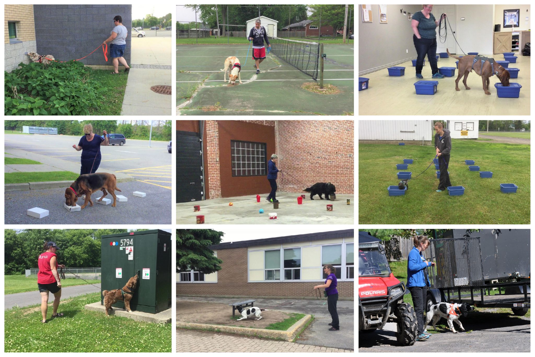 Synergy K9 Solutions – Scent Work/Nose Work Supplies in Canada